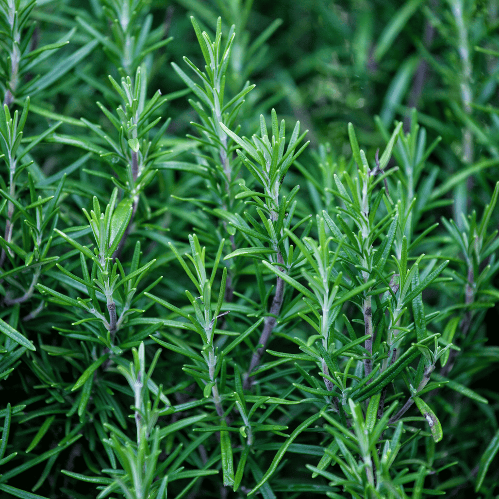 Dry Skin Love Rosemary Pre-Shampoo Scalp Oil – Dry Skin Love Skincare